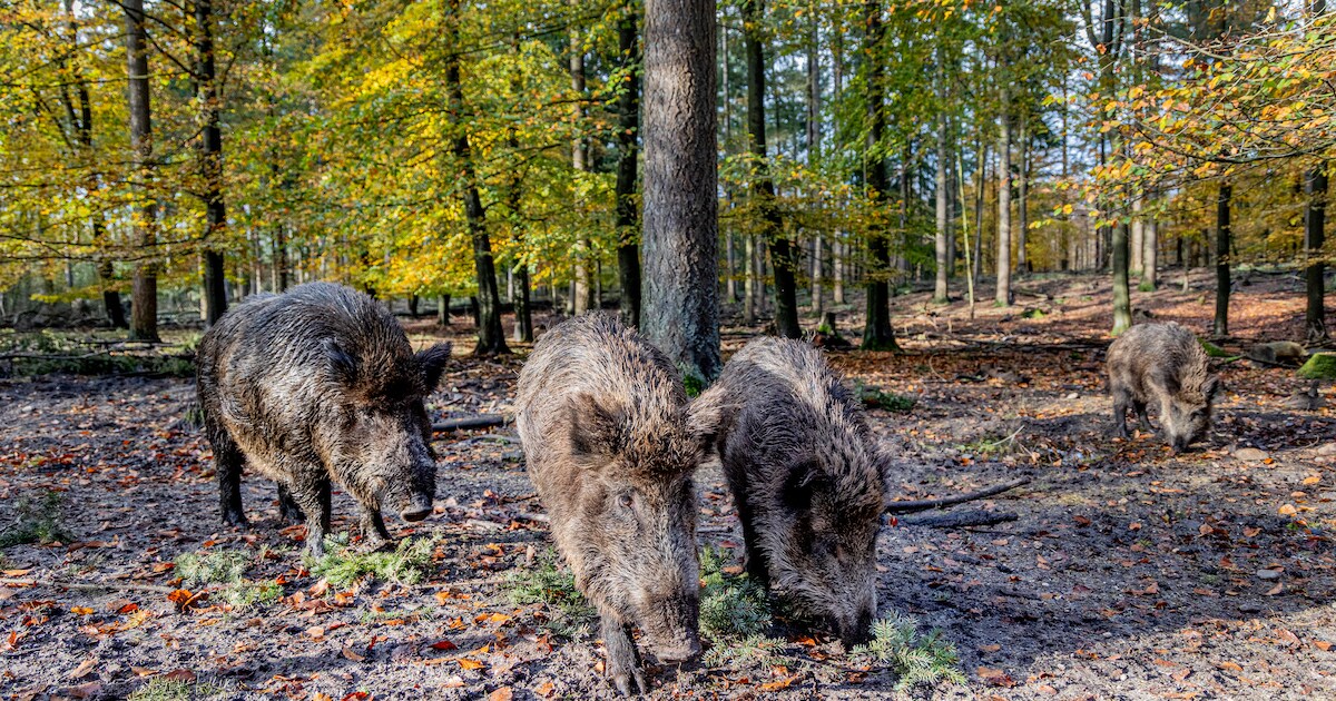 Deze slimme oplossing zorgt ervoor dat Apeldoornse zwijntjes mogen blijven: ‘Gemeente heeft dit ...
