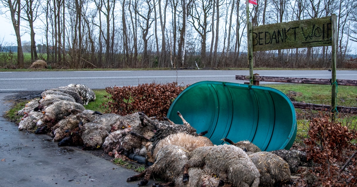 'Je weet niet wat je ziet': wolf bijt 41 schapen dood in Friesland ...