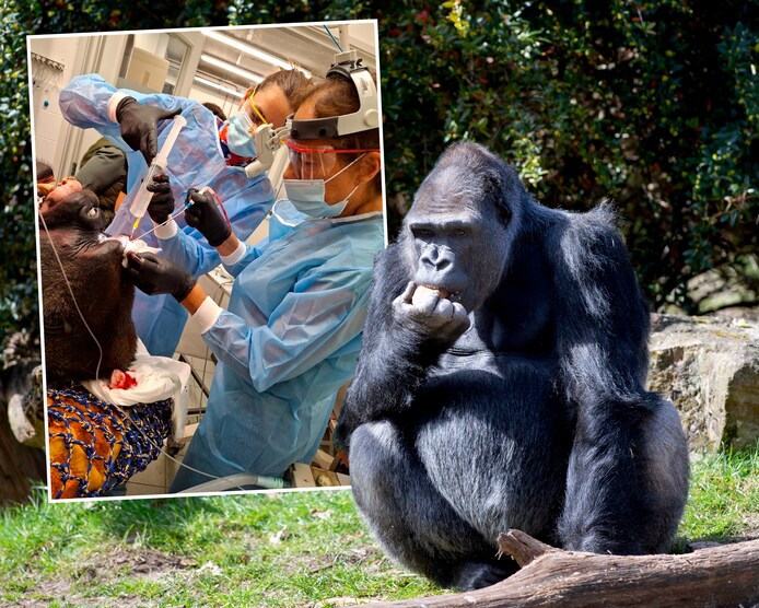 155 kilo en een kop drie keer zo groot als een mens, zo opereerde Stephanie een gorilla ...