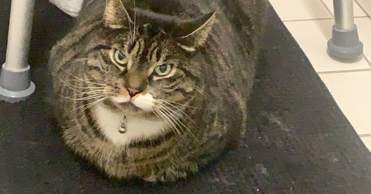 Heb jij Stormy, Minoes of Lola gezien? Deze 10 huisdieren worden in ...