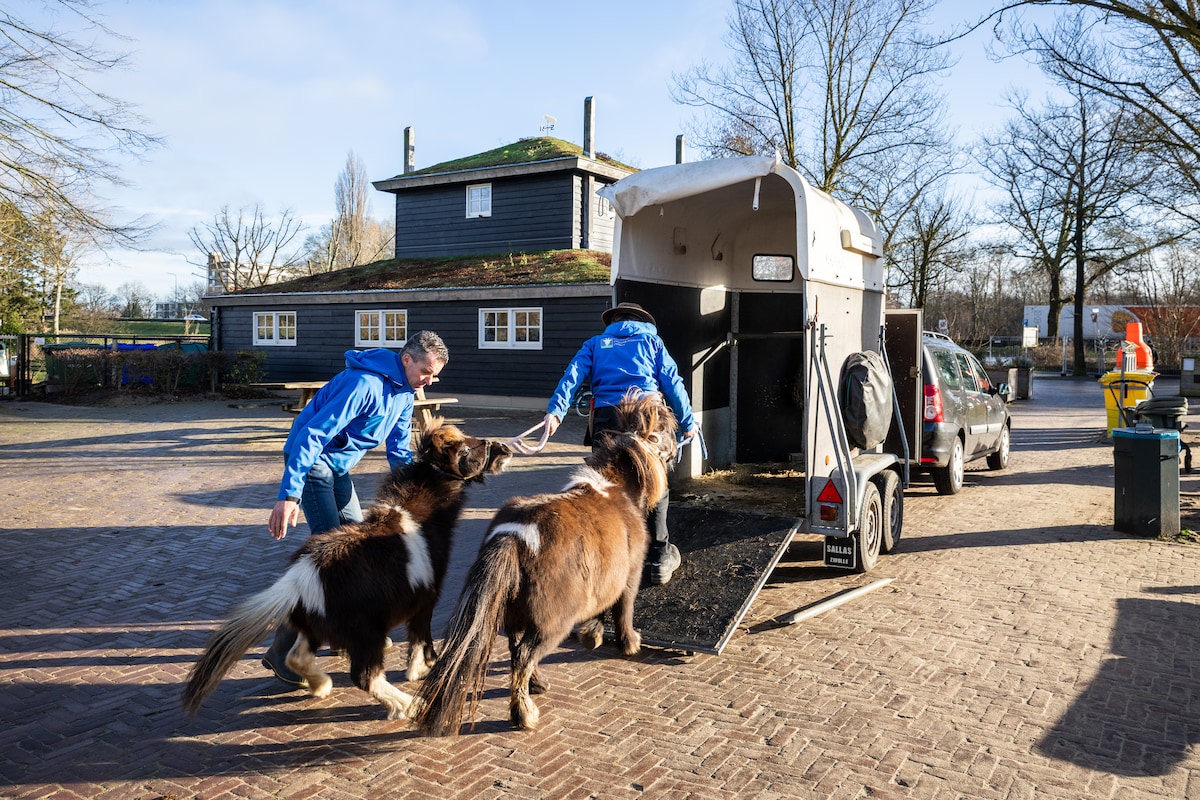 Harde knallen krijgen dieren kinderboerderij Wezenlanden niet klein ...