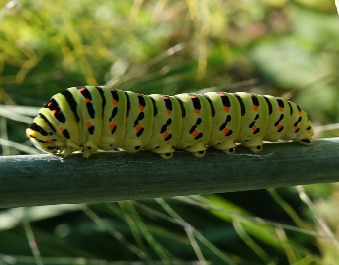 Stadstuin in ban van opmerkelijke rupsenroof: 'Leven hangt wellicht aan ...