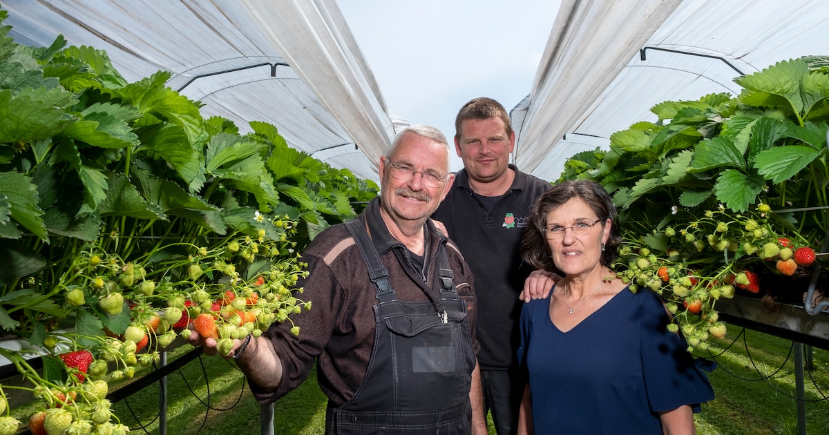 Gerrit Bronsink uit Oene zit al 48 jaar in de aardbeien, maar kan nog ...