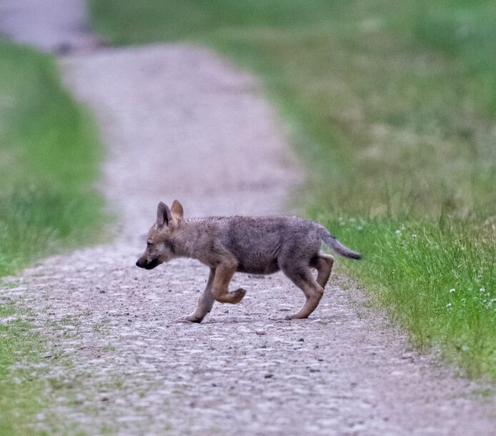 Amateurfotograaf Patrick krijgt jonge wolf voor de lens: ‘Ik stond perplex’ | Home | destentor.nl