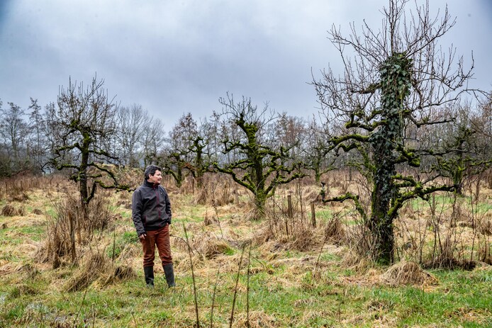 Vrijwilligers in de rij voor druivenpluk en snoeiwerk in Salland ...