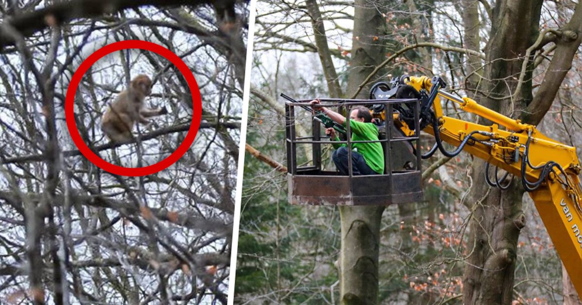 Drie apen ontsnapt uit Apenheul: weg dicht, medewerker jaagt met pijltjes en hoogwerker - Oozo.nl
