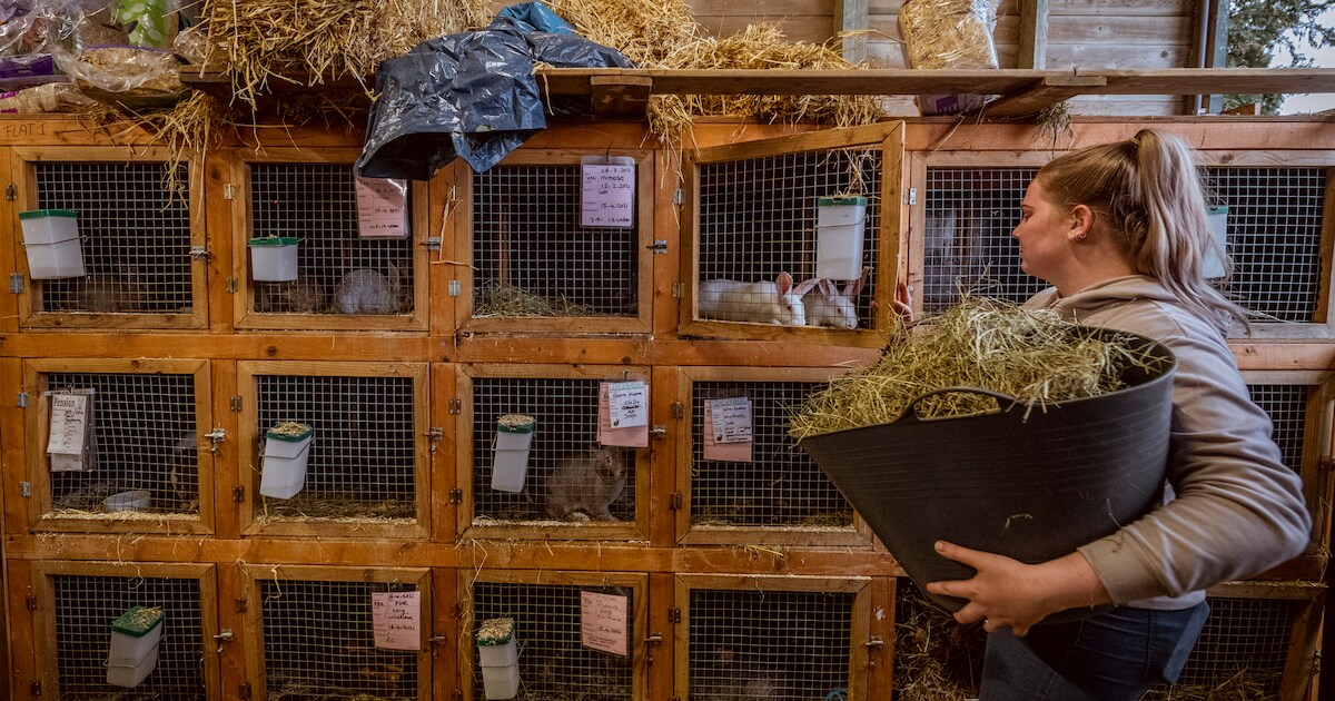 Stevige kritiek van Flappus op gemeente Zwolle: ‘Moeten nadenken over ...