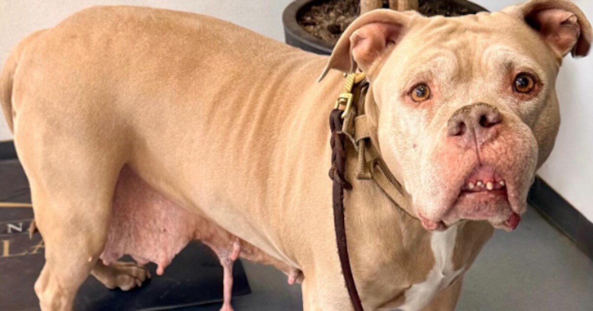 Hond met pijnlijke tumoren na weken geopereerd, eigenaar hield dier ...