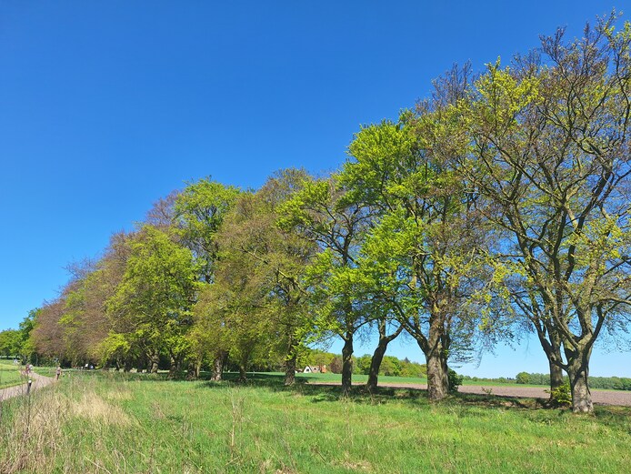 Lezers vangen de lente in beeld: ‘Mooier kunnen we het niet maken ...