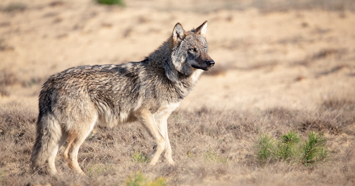 Wolf passeert raster in Drenthe, provincie werkt aan afschotvergunning ...