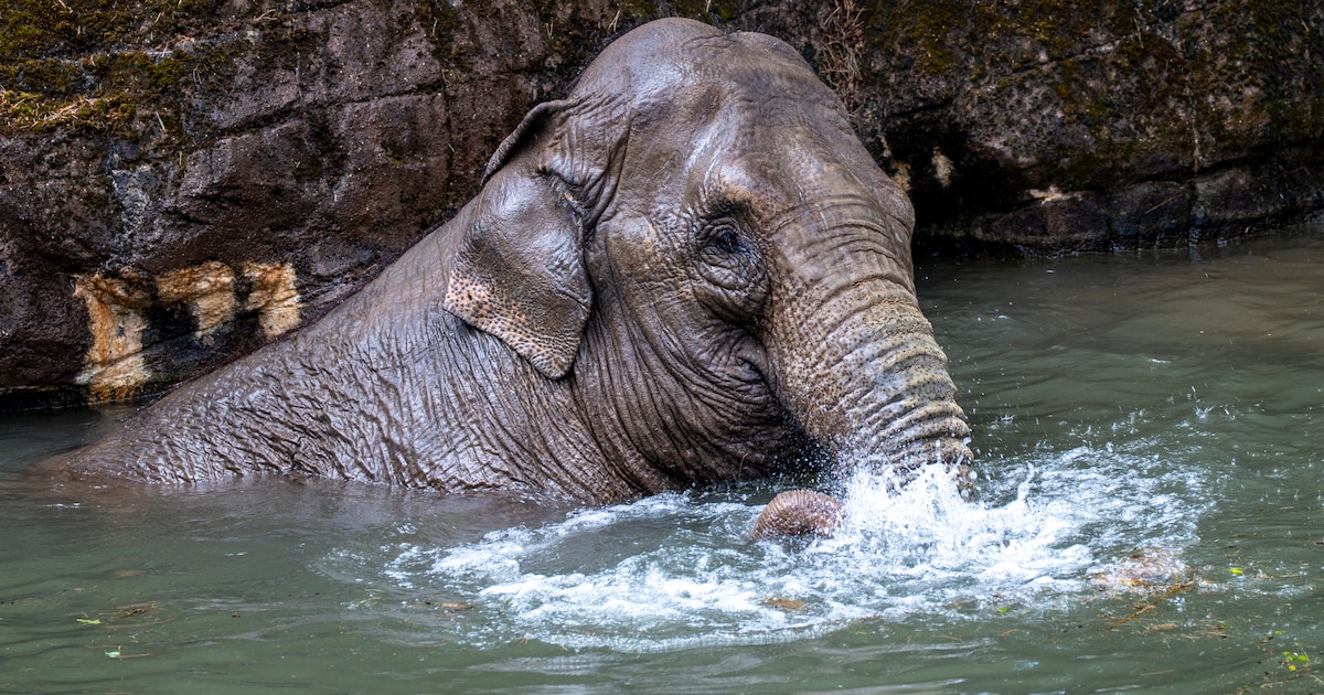 Olifant gebruikt slurf als snorkel: Burgers’ Zoo neemt maatregelen ...