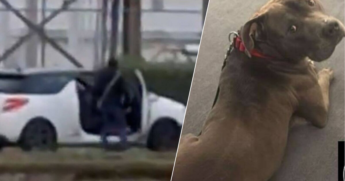 KIJK | Politie haalt hond bij baasjes weg nadat deze schokkende video ...