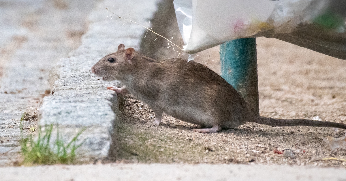 ‘Zulke grote’ ratten en rommel op dit plein in Deventer: ‘Soms hoor je ...