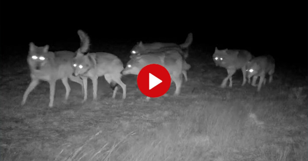 Video van de Dag | Zo klinken huilende jonge wolven na het verlies van ...