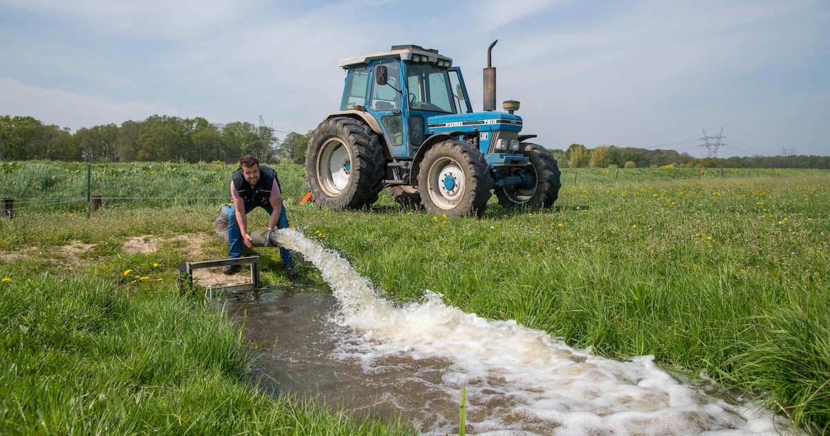 Weidevogels in de stress door droogte, maar boer Jacob schiet ze in ...