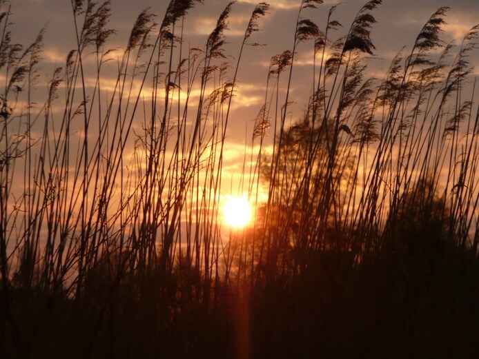 Meevaren in de Weerribben: wat je hoort en ziet als de nacht valt over ...