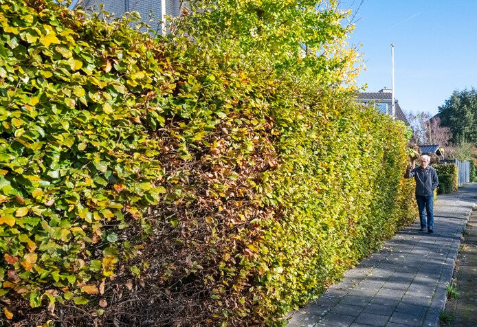 Steen eruit, groen erin: Deventer maakt tonnen vrij voor ...