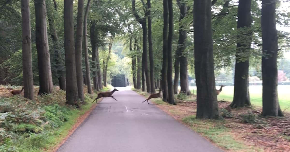 Marvins filmpje van hert dat zich op de Veluwe te pletter loopt al ...