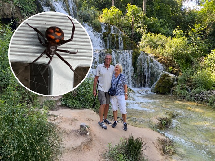 Spinnenprimeur in Lochemse caravan: ‘Toen ik wist om welke soort het ...