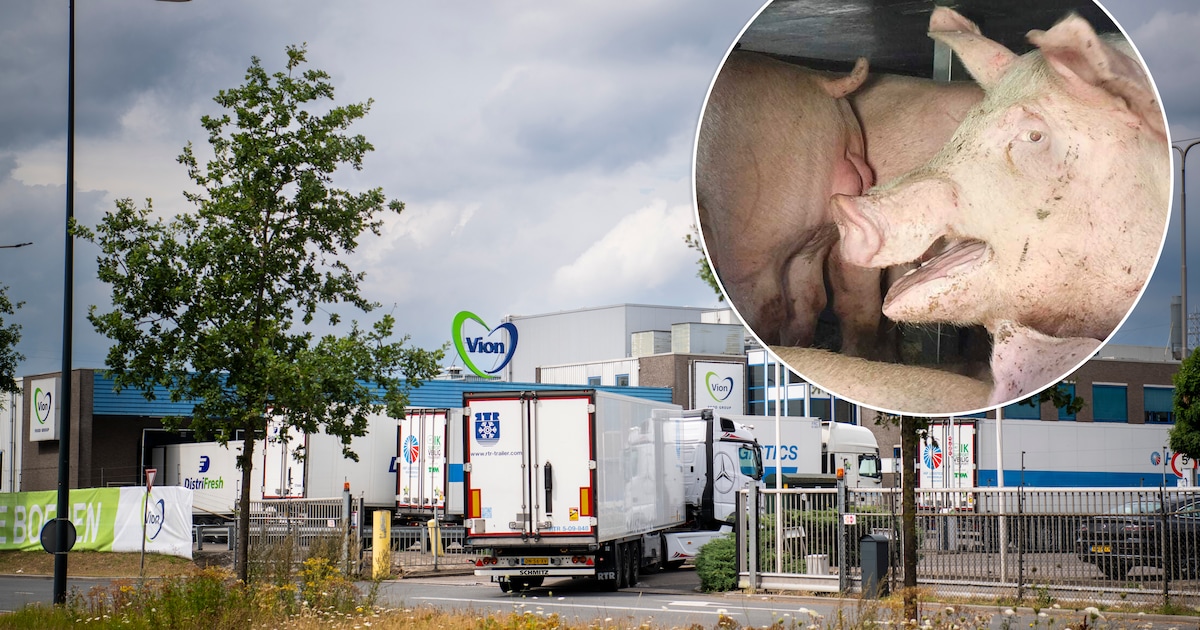 Slachthuizen vrezen maatregel van het kabinet: ‘Uiteindelijk wordt ...