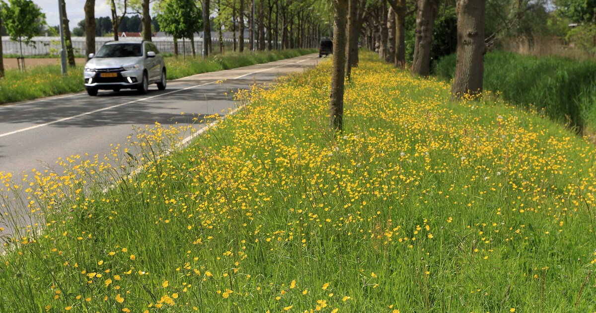 Stelling | Het is terecht dat gemeenten ingrijpen bij mensen die zelf de berm beheren | Opinie ...