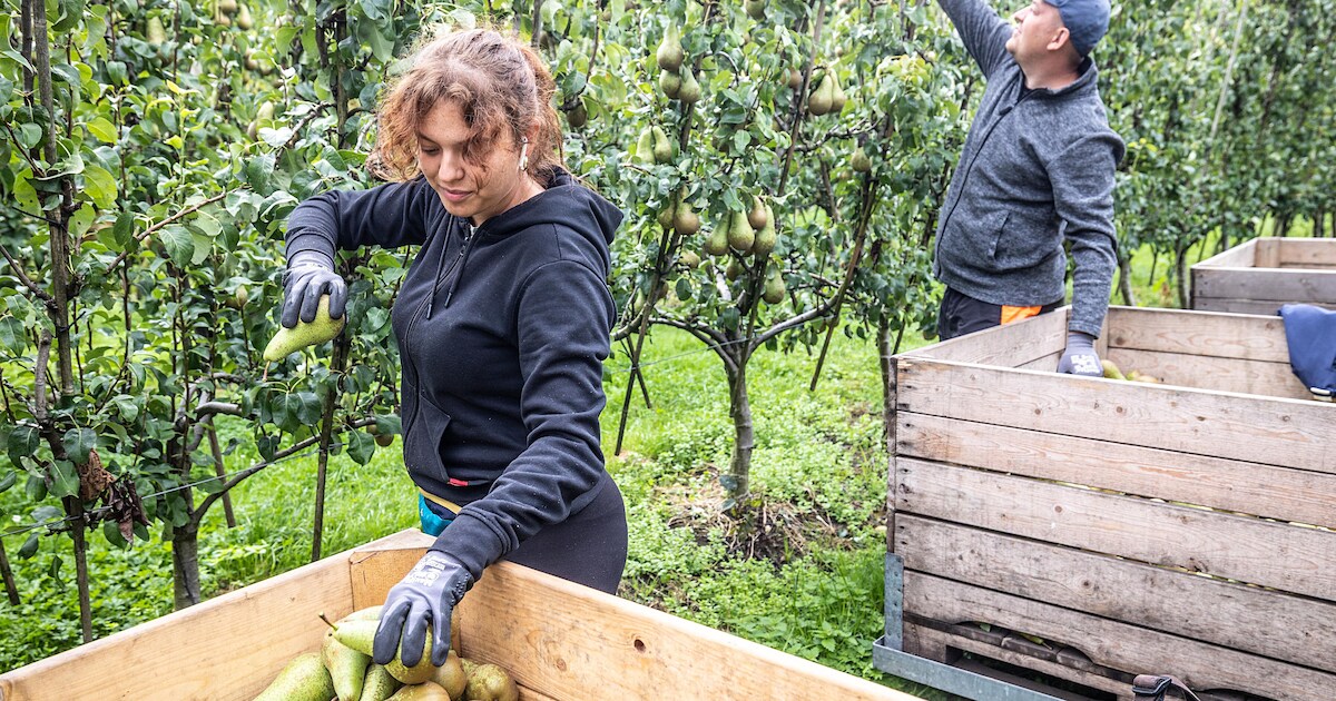 Criminoloog een jaar undercover tussen de arbeidsmigranten: ‘Een verrot ...