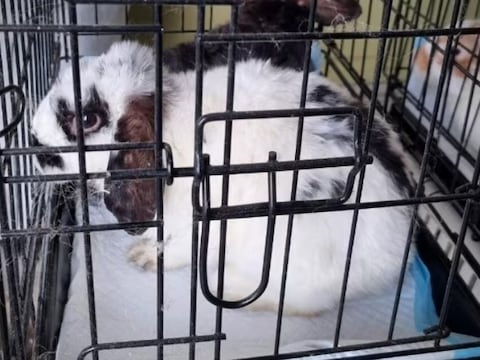 Stelling | Dierenwinkels mogen geen levende dieren meer verkopen ...