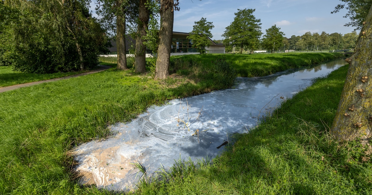 Een melkwitte laag kleurt ineens deze sloot in het stadspark van Kampen ...