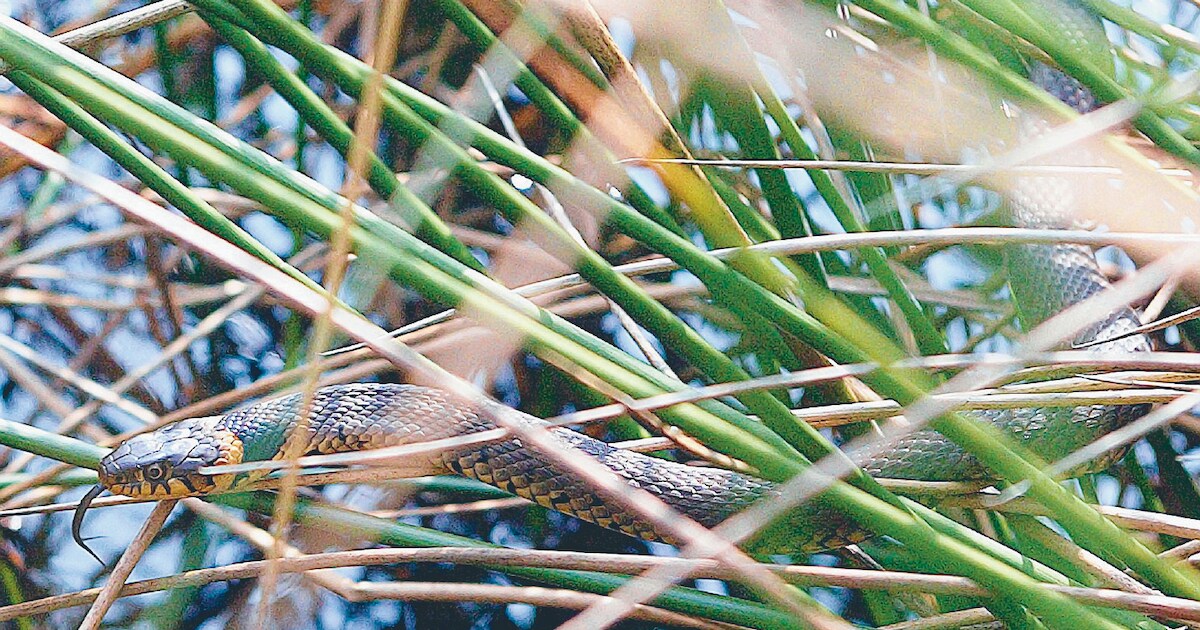 Nest voor ringslang in Apeldoorn maakt veel reacties los: ‘Ik wil ...