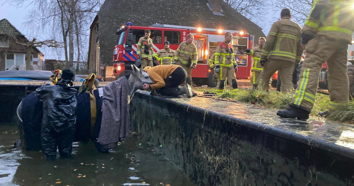 Paard overleeft val in zwembad Terwolde dankzij knappe reddingsac­tie ...
