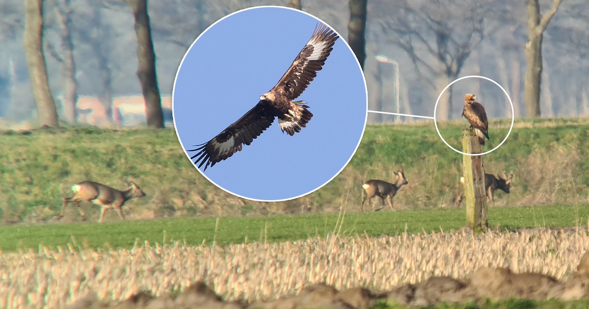 Zeldzame steenarend gespot in Kloosterhaar: ‘Mensen raakten lichtelijk ...