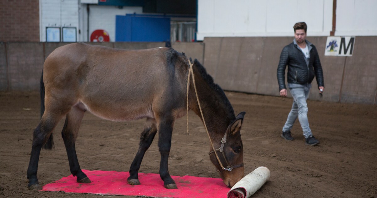 Ezel-eigenaren gaan de boer op met hun muildieren | Regio | De Stentor.nl