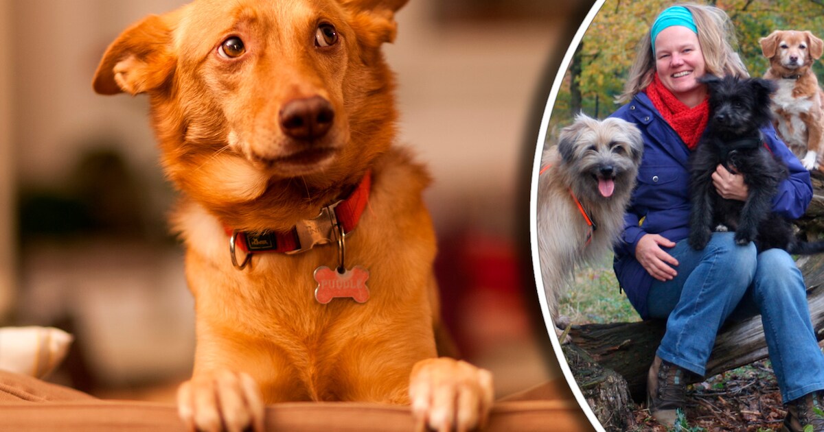 Boem... weer een knal! Moet je angst bij je hond negeren? Deze expert ...