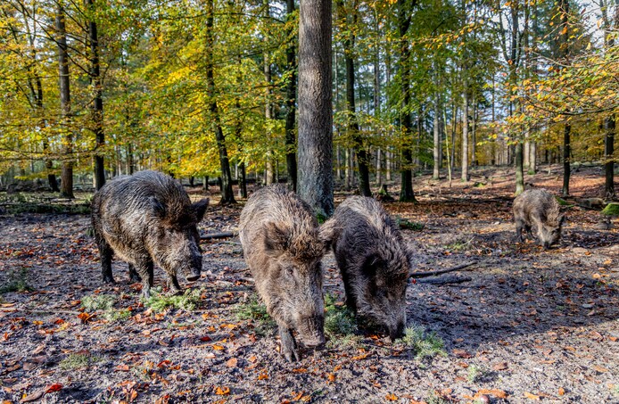 Deze slimme oplossing zorgt ervoor dat Apeldoornse zwijntjes mogen blijven: ‘Gemeente heeft dit ...