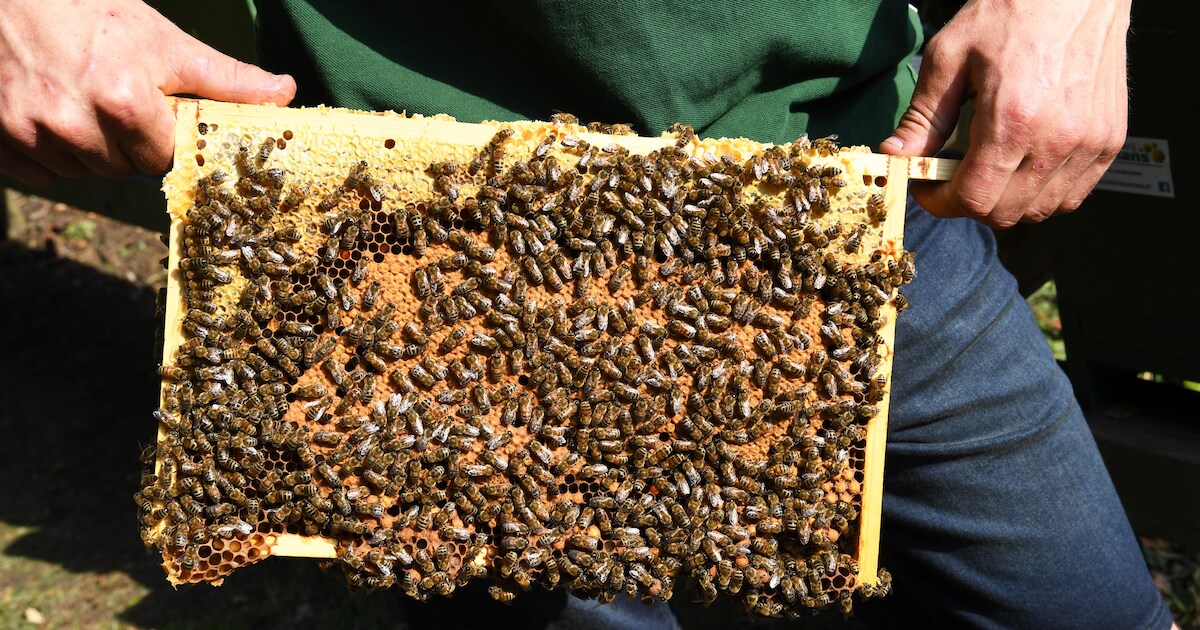 Brummense bijen mogelijk prooi Oost-Europese dieven: ‘Vooral ...