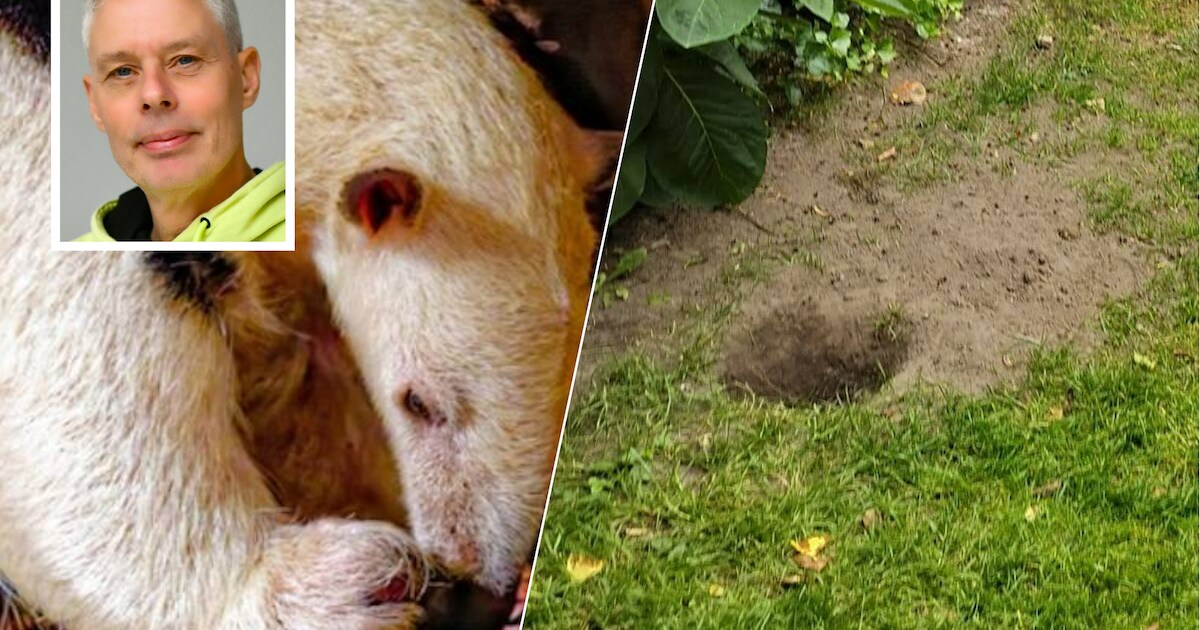 Help! Welk dier graaft er ’s nachts nu zo’n enorm gat in m’n tuin? | Berkelland | De Stentor.nl