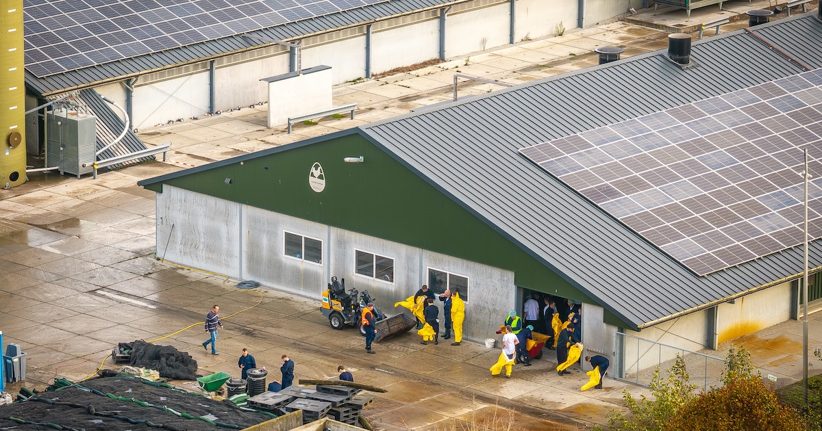 Wederom vogelgriep: 43.000 dieren op bedrijf bij Creil geruimd ...