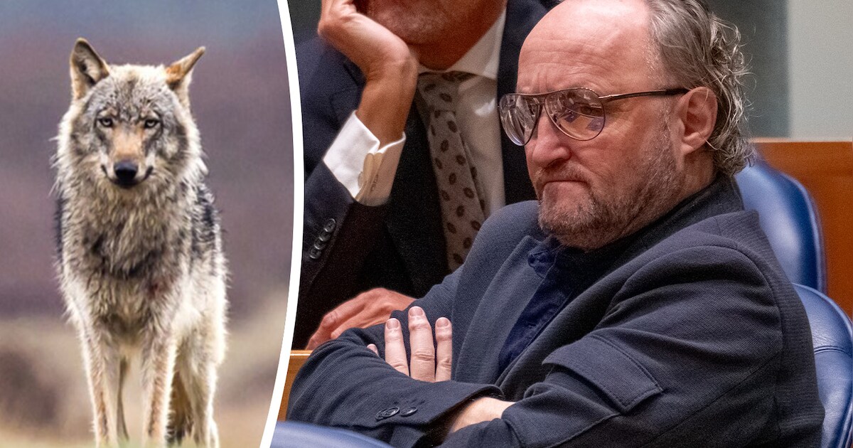 ‘Dion Graus denkt met ‘kssssst’ het probleem ‘wolf’ te hebben opgelost ...