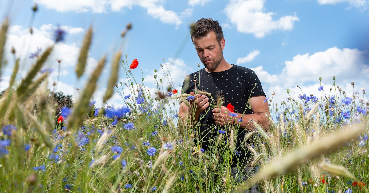 De graanakkers van boer Jacob uit Hattem moeten de wereld redden: ‘Je ...