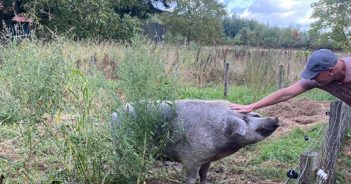 Varkens aaien in Vorden en excursie naar ‘Achterhoeks erfgoed ...