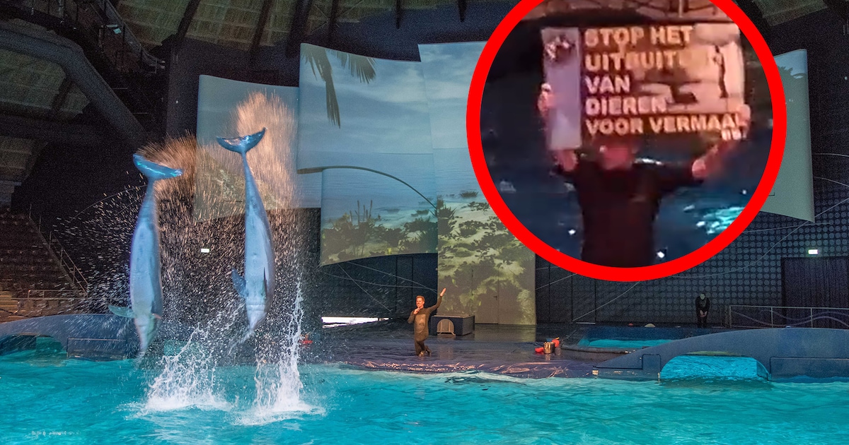 Onder luid boe-geroep springen activisten het water in bij Dolfinarium ...