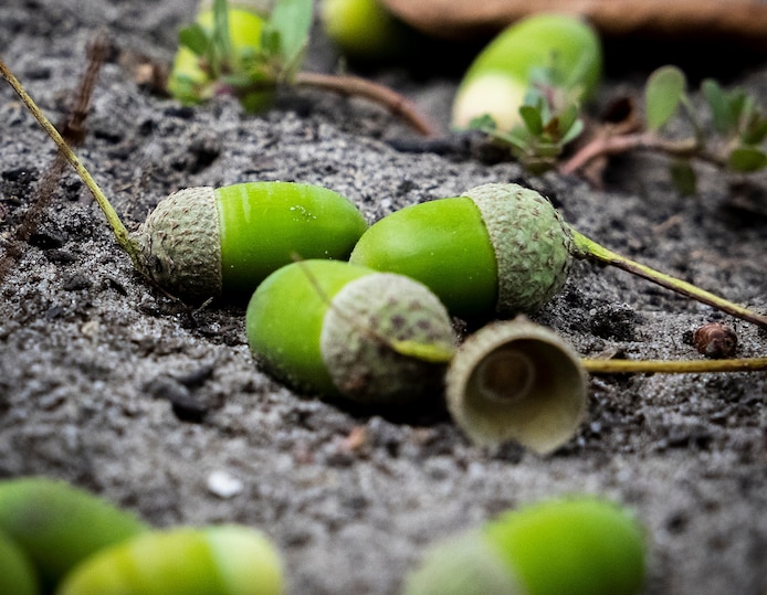Groene eikels vallen massaal van de bomen (en dit is waarom ...