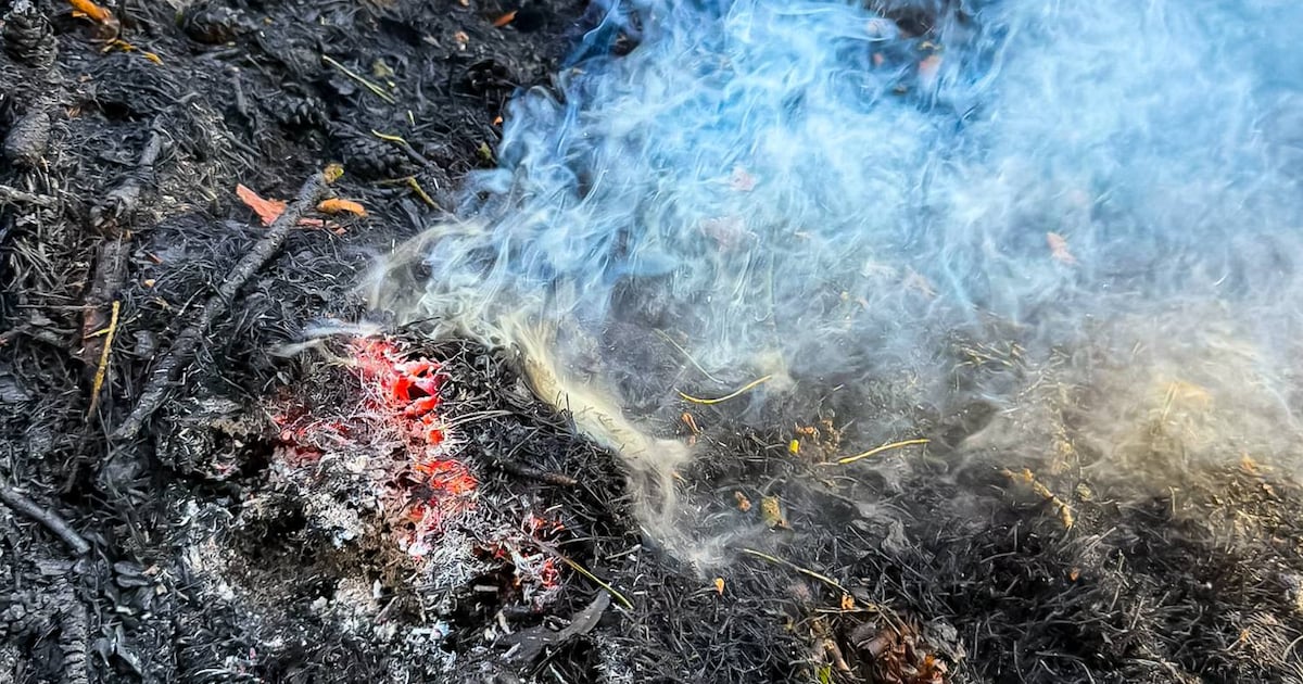 Grote natuurbrand ‘t Harde na dagen blussen onder controle: ‘Dankzij ...