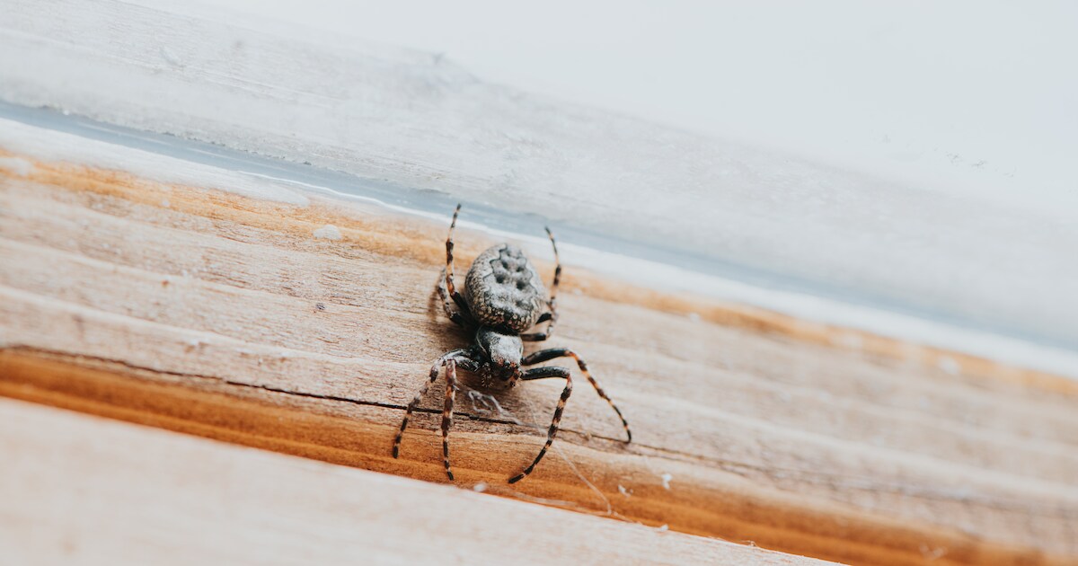 Spin met ‘tandkaken’ gespot in Nederland: waarom zijn we toch zo bang ...
