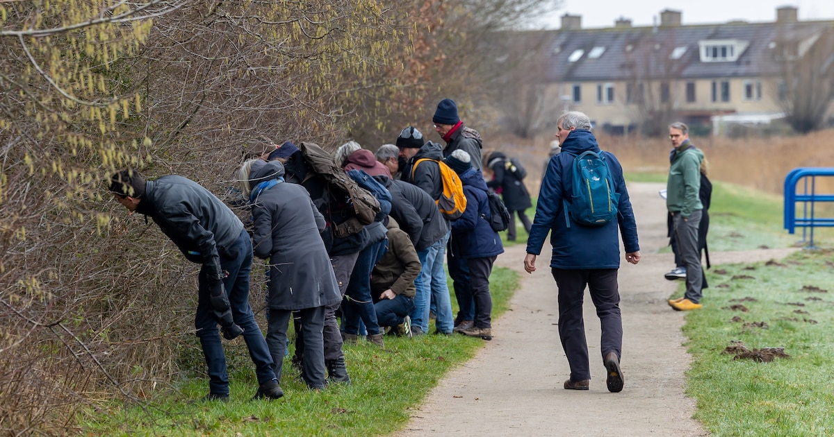 Vlinderstichting trapt 40-jarig jubileumjaar af met telactie in ijskoud ...