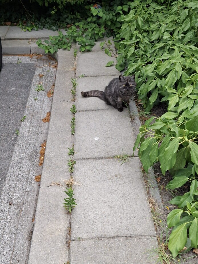 Populaire kat Mason wordt bijna 40 kilometer verderop gevonden: ‘Hij ...