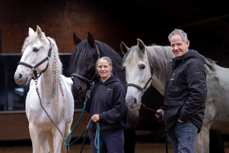 Deze paarden uit de polder zijn echte filmsterren: ‘Ze doen niets tegen ...