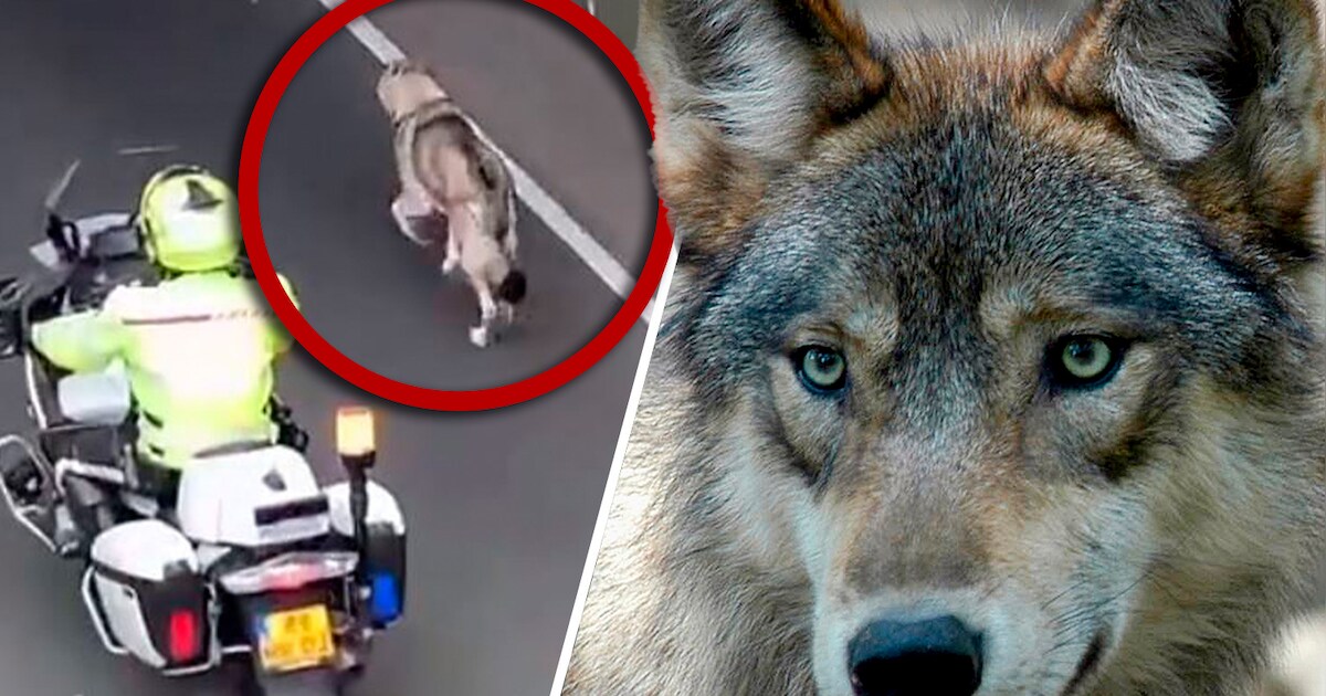Is het een wolf of een hond? Test hier of jij het verschil kunt zien ...