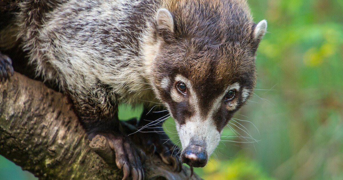 Apenheul laat hoogbejaarde neusberen Rico en Nokia samen inslapen ...