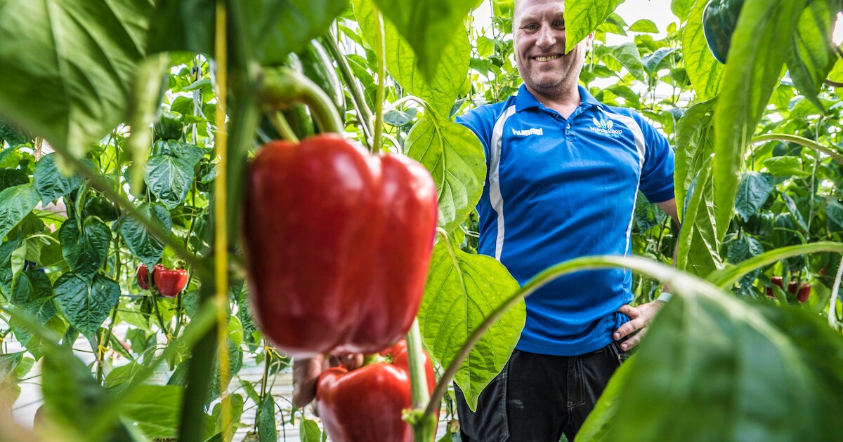 Tuinders met handen in het haar door nieuwe regels: ‘Zorgt voor ...